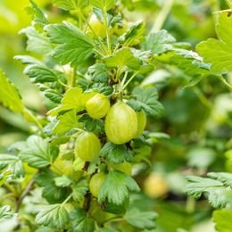 Dornenarme Stachelbeere 'Easycrisp Lady Sun' Lieferform: Im 2 Liter Topf
