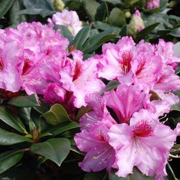Rhododendron 'Diadem' Container, 25-30 cm Liefergr&ouml;&szlig;e: 25-30 cm