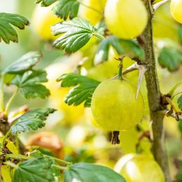 Stachelbeere 'Hinnonm&auml;ki gelb' Lieferform: Im 2 Liter Topf