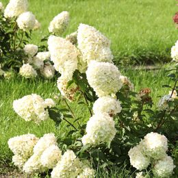 Rispenhortensie 'Polar Bear ' C3 30 - 40 cm Liefergr&ouml;&szlig;e: 30 - 40 cm