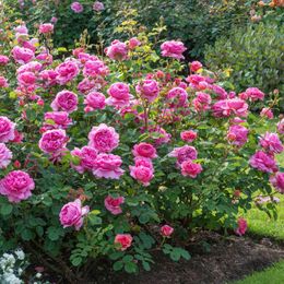 David Austin-Rose 'Princess Alexandra of Kent ', 5 Liter, A-Qualit&auml;t, 3 starke Triebe Liefergr&ouml;&szlig;e: drei starke Triebe