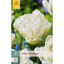 Gef&uuml;llte fr&uuml;he Tulpe 'Northcap' - 7 St&uuml;ck Liefergr&ouml;&szlig;e: Zwiebelgr&ouml;&szlig;e 11/12