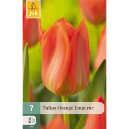 Fosteriana Tulpe 'Oranger Kaiser/ Orange Emperor' - 7 St&uuml;ck Liefergr&ouml;&szlig;e: Zwiebelgr&ouml;&szlig;e 11/12