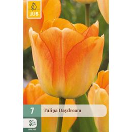 Darwin-Hybrid Tulpe 'Daydream' - 7 St&uuml;ck Liefergr&ouml;&szlig;e: Zwiebelgr&ouml;&szlig;e 11/12