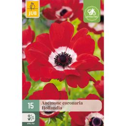 Garten-Anemone 'Hollandia' - 15 St&uuml;ck Liefergr&ouml;&szlig;e: Zwiebelgr&ouml;&szlig;e 5/6