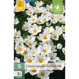 Botanische Krokusse 'Ard Schenk' - 15 St&uuml;ck Liefergr&ouml;&szlig;e: Zwiebelgr&ouml;&szlig;e 5/+