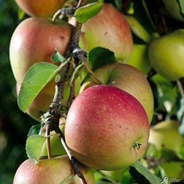 Zwerg-Apfel 'Pinova ' 80 - 100 cm Liefergr&ouml;&szlig;e: Busch, 80 - 100 cm