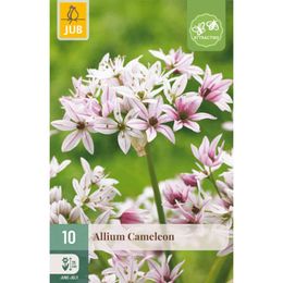 Kiepenkerl Allium 'Cameleon' - 10 St&uuml;ck Liefergr&ouml;&szlig;e: Zwiebelgr&ouml;&szlig;e 4/+