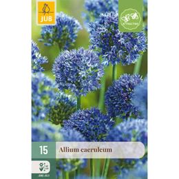 Allium 'Blue Heaven' - 15 St&uuml;ck Liefergr&ouml;&szlig;e: Zwiebelgr&ouml;&szlig;e 5/+