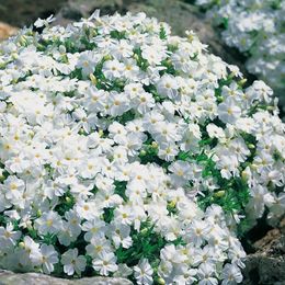 Wei&szlig;er Polsterphlox Lieferform: Im 9 cm Topf