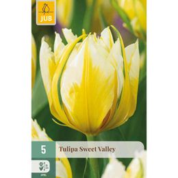 Gef&uuml;llte fr&uuml;he Tulpe 'Sweet Valley' - 5 St&uuml;ck Liefergr&ouml;&szlig;e: Zwiebelgr&ouml;&szlig;e 11/12