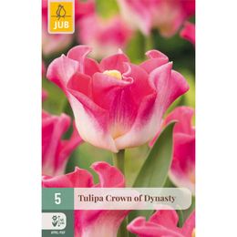 Coronet-Tulpe 'Crown of Dynasty' - 5 St&uuml;ck Liefergr&ouml;&szlig;e: Zwiebelgr&ouml;&szlig;e 11/12