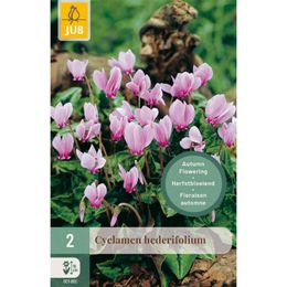 Garten-Alpenveilchen - 2 St&uuml;ck Liefergr&ouml;&szlig;e: Zwiebelgr&ouml;&szlig;e: 13/15