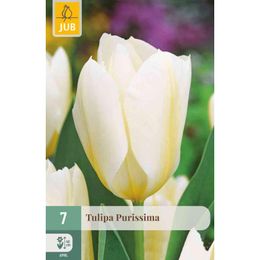 Fosteriana Tulpe 'White Emperor/Purissima' - 7 St&uuml;ck Liefergr&ouml;&szlig;e: Zwiebelgr&ouml;&szlig;e 11/12