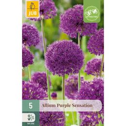 Allium 'Purple Sensation' (Iranlauch) - 5 St&uuml;ck Liefergr&ouml;&szlig;e: Zwiebelgr&ouml;&szlig;e 12/14