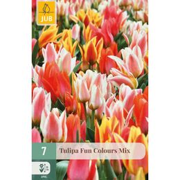 Botanische Tulpe 'Fun Colours Mix' - 7 St&uuml;ck Liefergr&ouml;&szlig;e: Zwiebelgr&ouml;&szlig;e 11/12