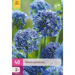 Allium 'Blue Heaven' - 40 Stk Liefergr&ouml;&szlig;e: Zwiebelgr&ouml;&szlig;e 5/+