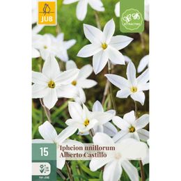 Fr&uuml;hlingsstern 'Alberto Castillo ' - 15 St&uuml;ck Liefergr&ouml;&szlig;e: Zwiebelgr&ouml;&szlig;e 5/+