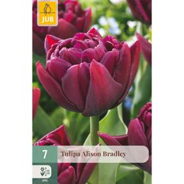 Gef&uuml;llte fr&uuml;he Tulpe 'Alison Bradley' - 7 St&uuml;ck Liefergr&ouml;&szlig;e: Zwiebelgr&ouml;&szlig;e 11/12