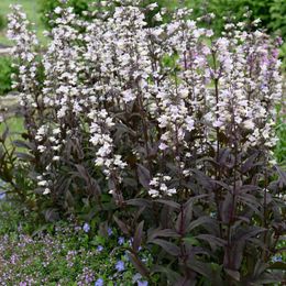 Bartfaden 'Onyx and Pearls' Lieferform: Im 0,5 Liter Topf