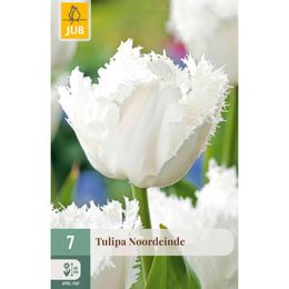 Gefranste Tulpe 'Noordeinde' - 7 St&uuml;ck Liefergr&ouml;&szlig;e: Zwiebelgr&ouml;&szlig;e 11/12