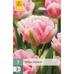 Gef&uuml;llte fr&uuml;he Tulpe 'Foxtrot' - 7 St&uuml;ck Liefergr&ouml;&szlig;e: Zwiebelgr&ouml;&szlig;e 11/12
