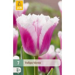 Gefranste Tulpe 'Siesta' - 7 St&uuml;ck Liefergr&ouml;&szlig;e: Zwiebelgr&ouml;&szlig;e 11/12
