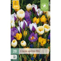 Botanische Krokusse 'Mischung' - 20 St&uuml;ck Liefergr&ouml;&szlig;e: Zwiebelgr&ouml;&szlig;e 5/+
