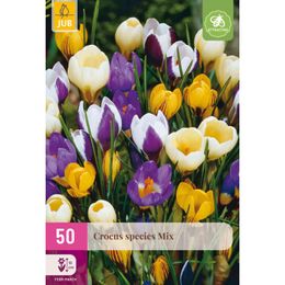 Botanische Krokusse 'Mischung' - 50 St&uuml;ck Liefergr&ouml;&szlig;e: Zwiebelgr&ouml;&szlig;e 5/+