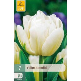 Gef&uuml;llte fr&uuml;he Tulpe 'Mondial' - 7 St&uuml;ck Liefergr&ouml;&szlig;e: Zwiebelgr&ouml;&szlig;e 11/12