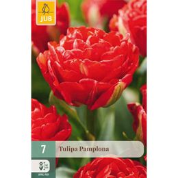 Gef&uuml;llte fr&uuml;he Tulpe 'Pamplona' - 7 St&uuml;ck Liefergr&ouml;&szlig;e: Zwiebelgr&ouml;&szlig;e 11/12