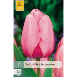 Darwin-Hybrid Tulpe 'Pink Impression' - 7 St&uuml;ck Liefergr&ouml;&szlig;e: Zwiebelgr&ouml;&szlig;e 11/12