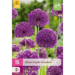 Allium 'Purple Sensation' (Iranlauch) - 15 St&uuml;ck Liefergr&ouml;&szlig;e: Zwiebelgr&ouml;&szlig;e 12/14