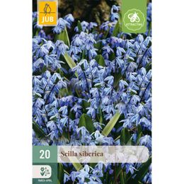 Blausternchen - 20 St&uuml;ck Liefergr&ouml;&szlig;e: Zwiebelgr&ouml;&szlig;e 7/8