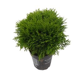 toom Konifere kugelig gr&uuml;n 12 cm Topf