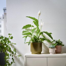 IKEA HONUNGSPALM &Uuml;bertopf