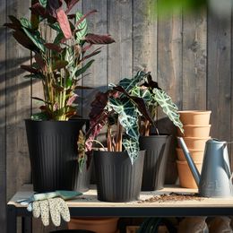 IKEA CITRONMELISS &Uuml;bertopf