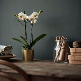 IKEA DAIDAI &Uuml;bertopf