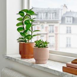 IKEA HONUNGSPALM &Uuml;bertopf