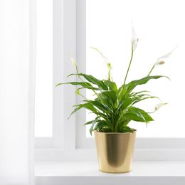 IKEA DAIDAI &Uuml;bertopf