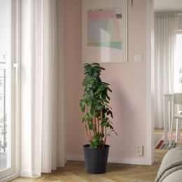 IKEA CITRONMELISS &Uuml;bertopf