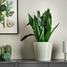 IKEA BROKSPIREA &Uuml;bertopf
