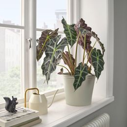 IKEA K&Ouml;RSB&Auml;RSBJ&Ouml;RK &Uuml;bertopf