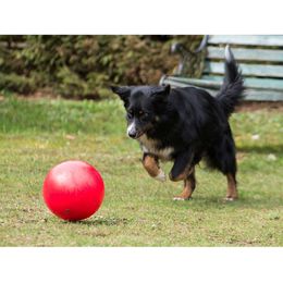 Procyon Treibball rot