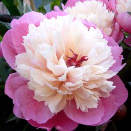 Pfingstrose 'Bowl of Beauty' 11 cm Topf Lieferform: Im 1 Liter Topf