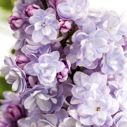 Edelflieder 'Michel Buchner' Syringa vulgaris 5 - 7,5 Liter Container, 80 - 100 cm Liefergr&ouml;&szlig;e: 80 - 100 cm