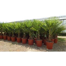 Palme XL 120-150 cm Trachycarpus fortunei, Hanfpalme, winterhart bis -18&deg;C