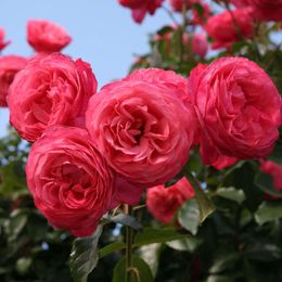 Kletterrose 'Rosanna ', 5 Liter, A-Qualit&auml;t, 3 starke Triebe Liefergr&ouml;&szlig;e: drei starke Triebe