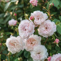 David Austin Rose 'The Albrighton Rambler ', 5 Liter, A-Qualit&auml;t, 2 -3 starke Triebe Liefergr&ouml;&szlig;e: zwei bis drei starke Triebe