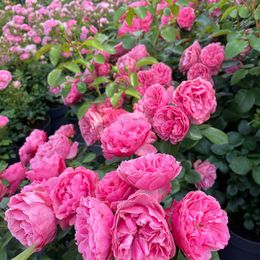Nostalgische Rose 'Leonardo Da Vinci ', 5 - 7,5 Liter, Stammh&ouml;he 60cm Liefergr&ouml;&szlig;e: Stammh&ouml;he 60cm